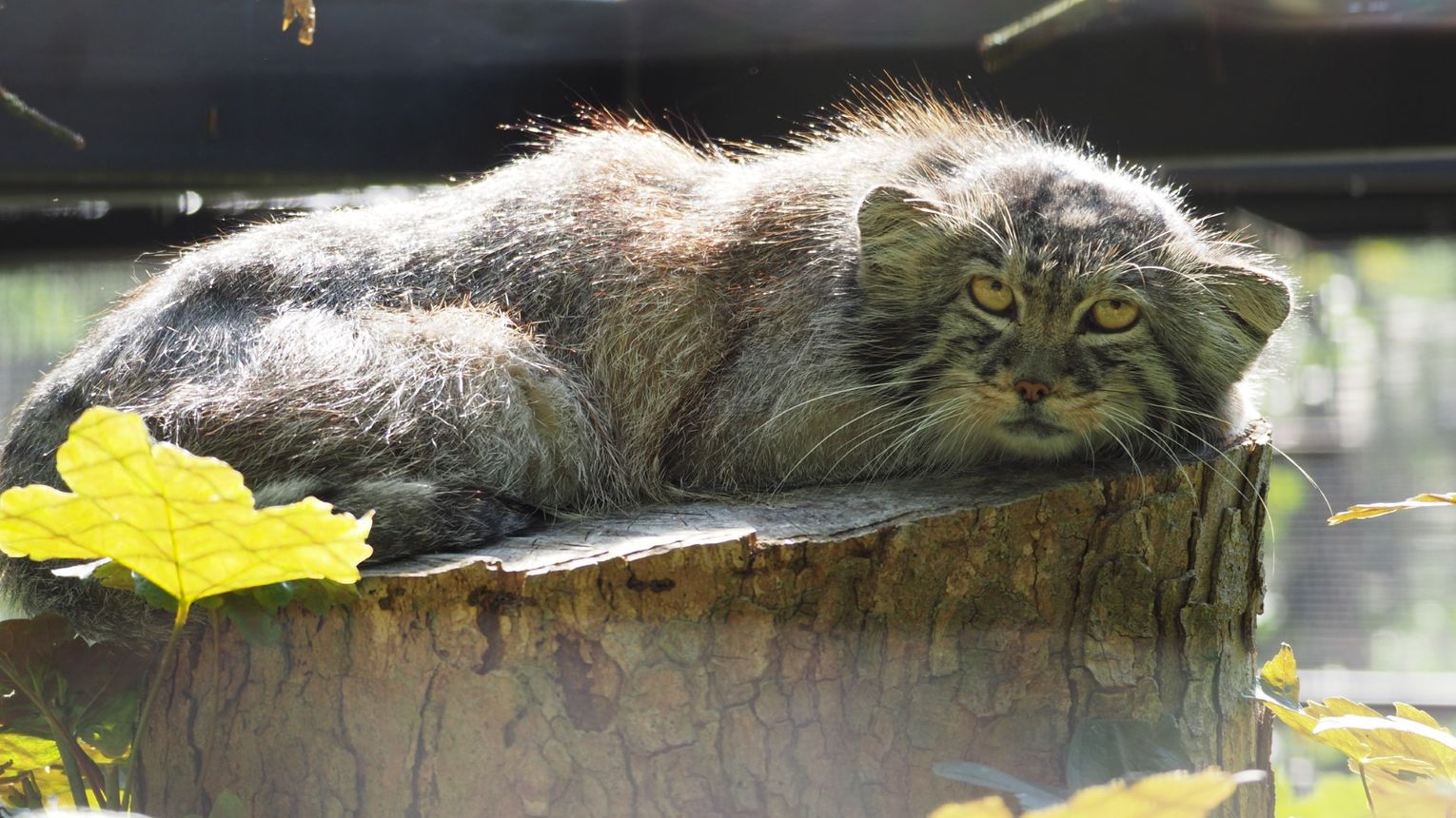 Manul stepowy nowym mieszkańcem zoo w Gdańsku