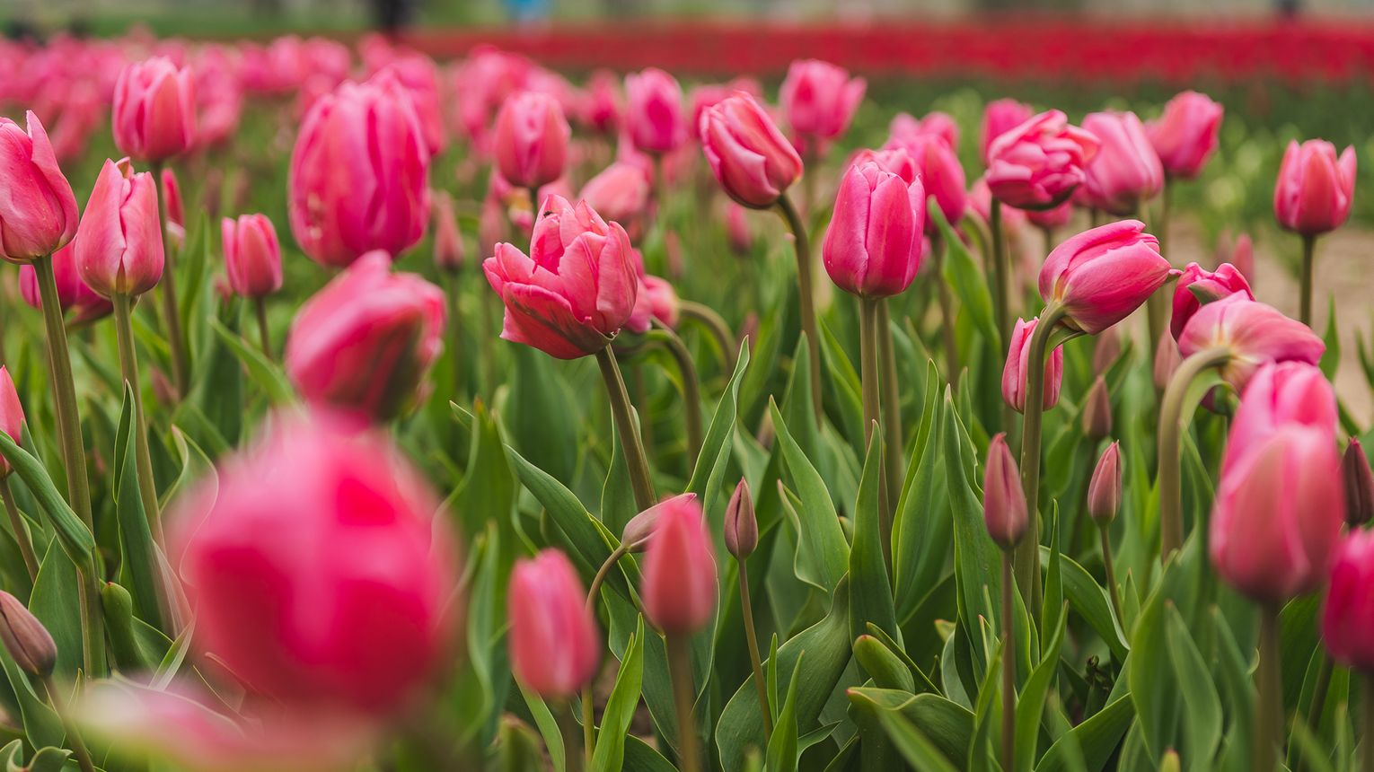 O Rany, Tulipany! Kwiatowe szaleństwo na Pomorzu