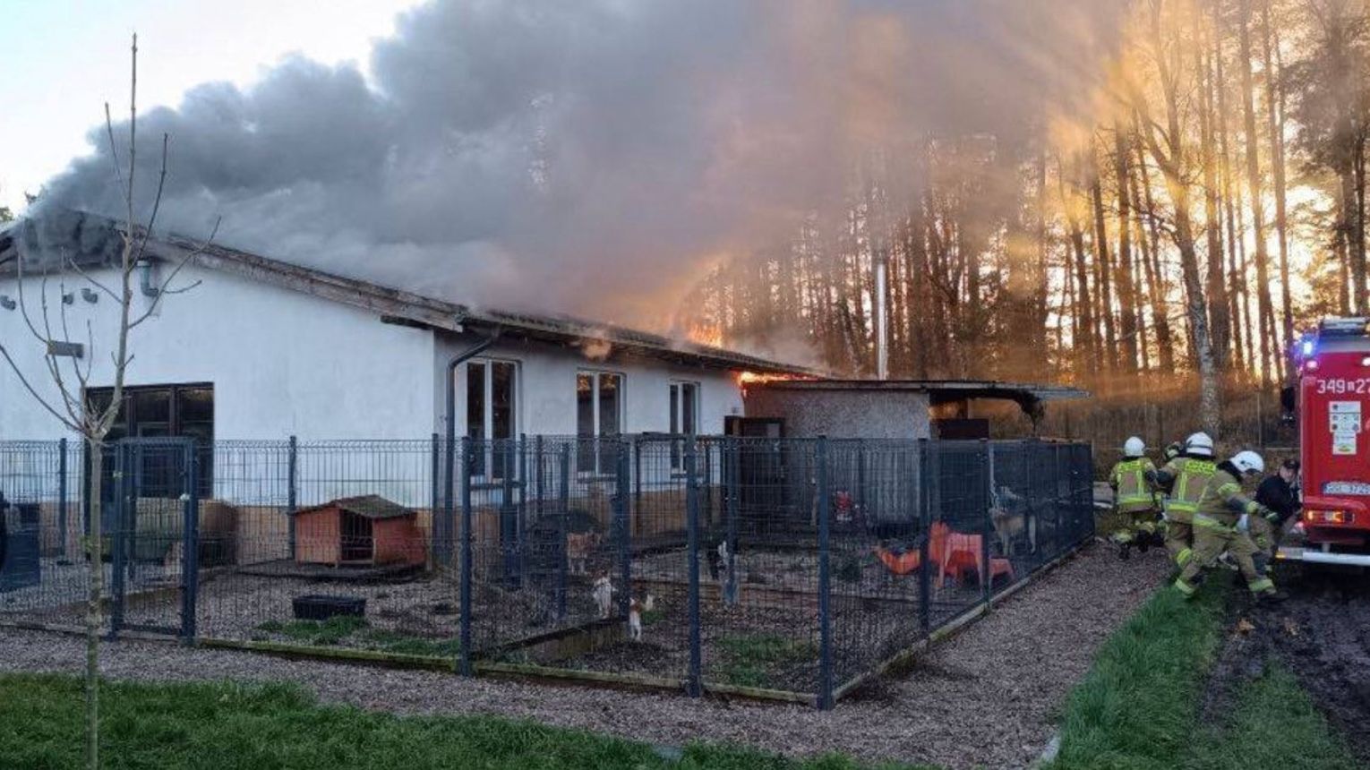 Po pożarze schroniska dla zwierząt Buba w Obłężu. Trwa zbiórka na odbudowę