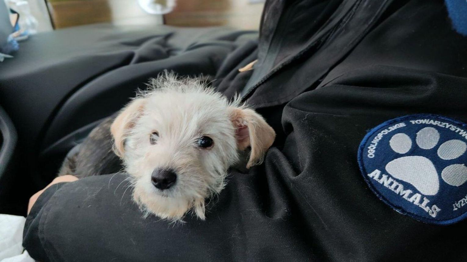 Zimowy Patrol OTOZ Animals ratuje psy na Pomorzu