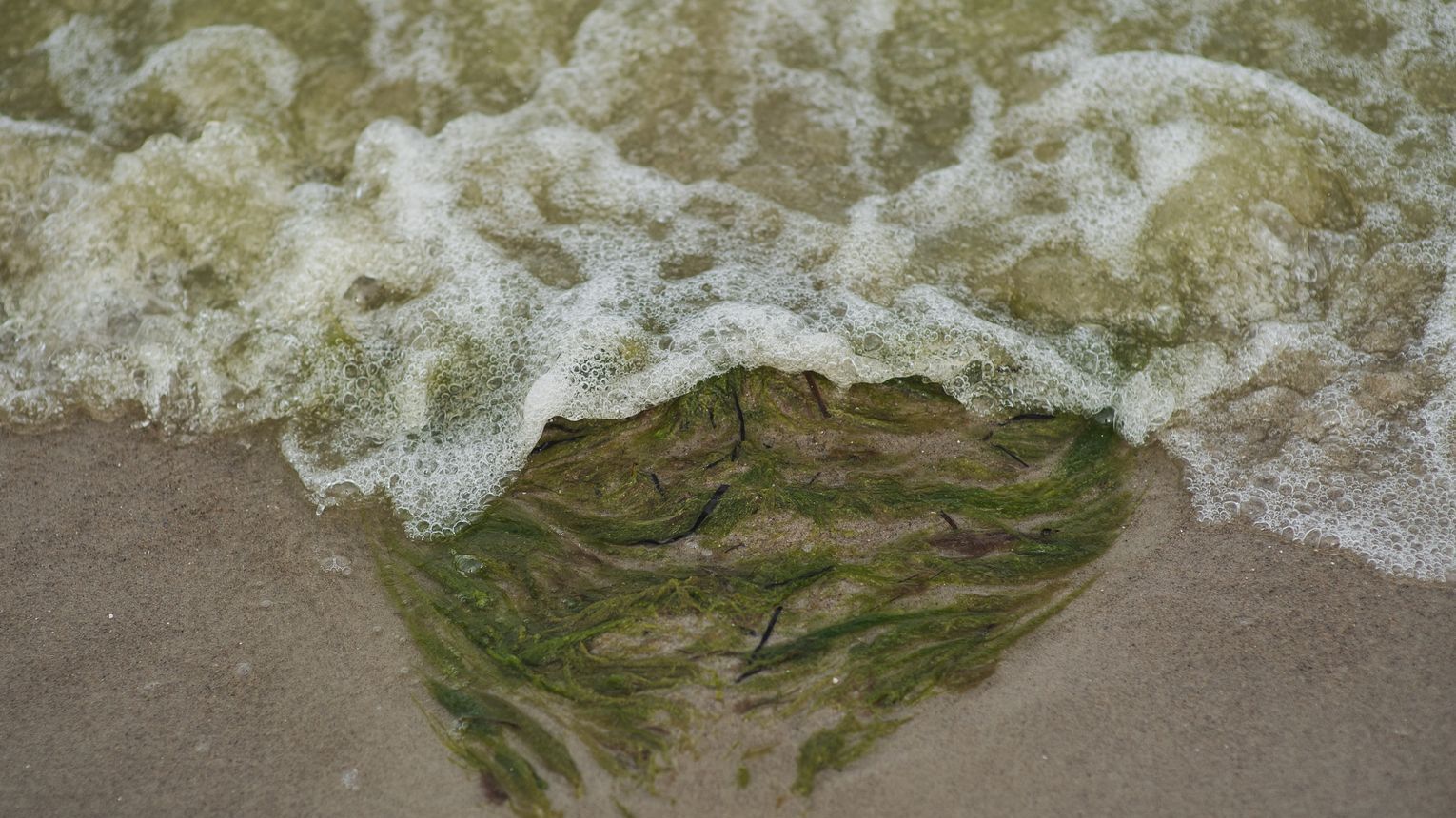 Sinice na Pomorzu 2025. Zamknięte kąpieliska! Gdzie się nie wykąpiemy ...