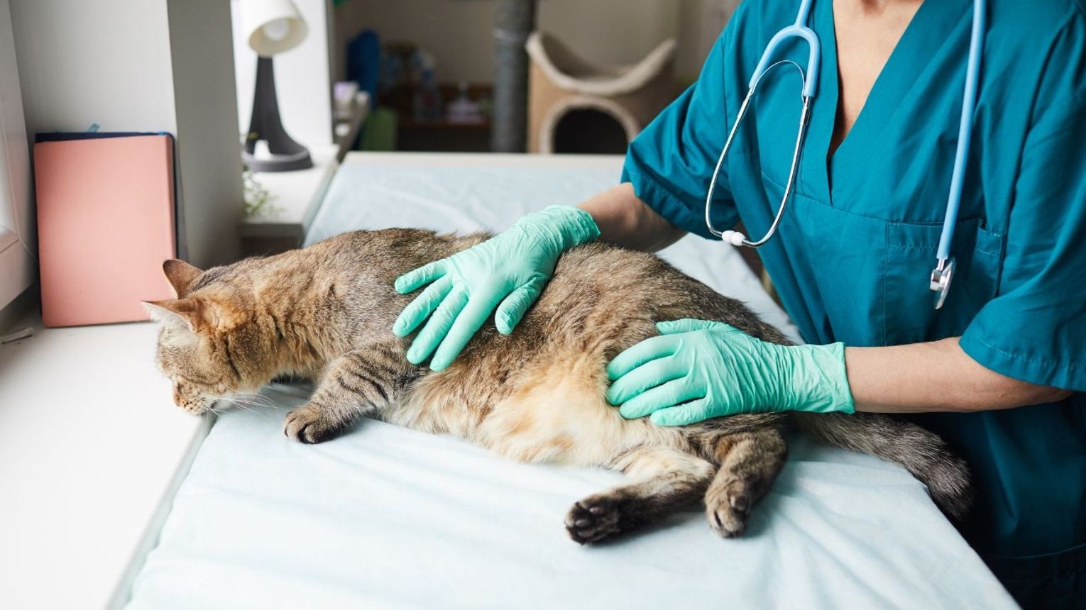 Śmiertelna choroba kotów dotarła do Gdańska! Weterynarze rozkładają ręce