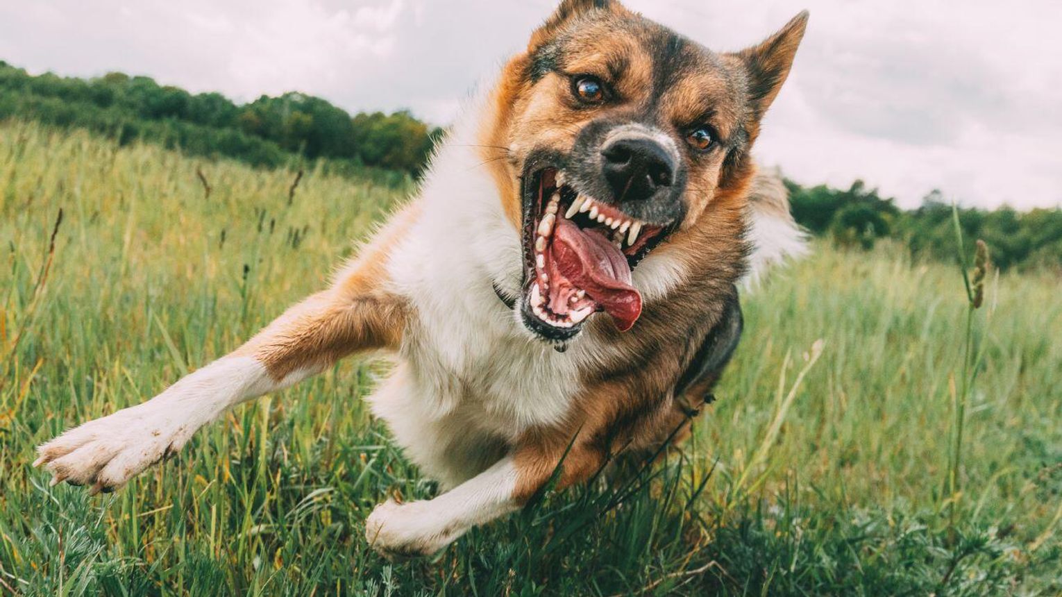 Wścieklizna atakuje! Wykryto ją u psa i krowy